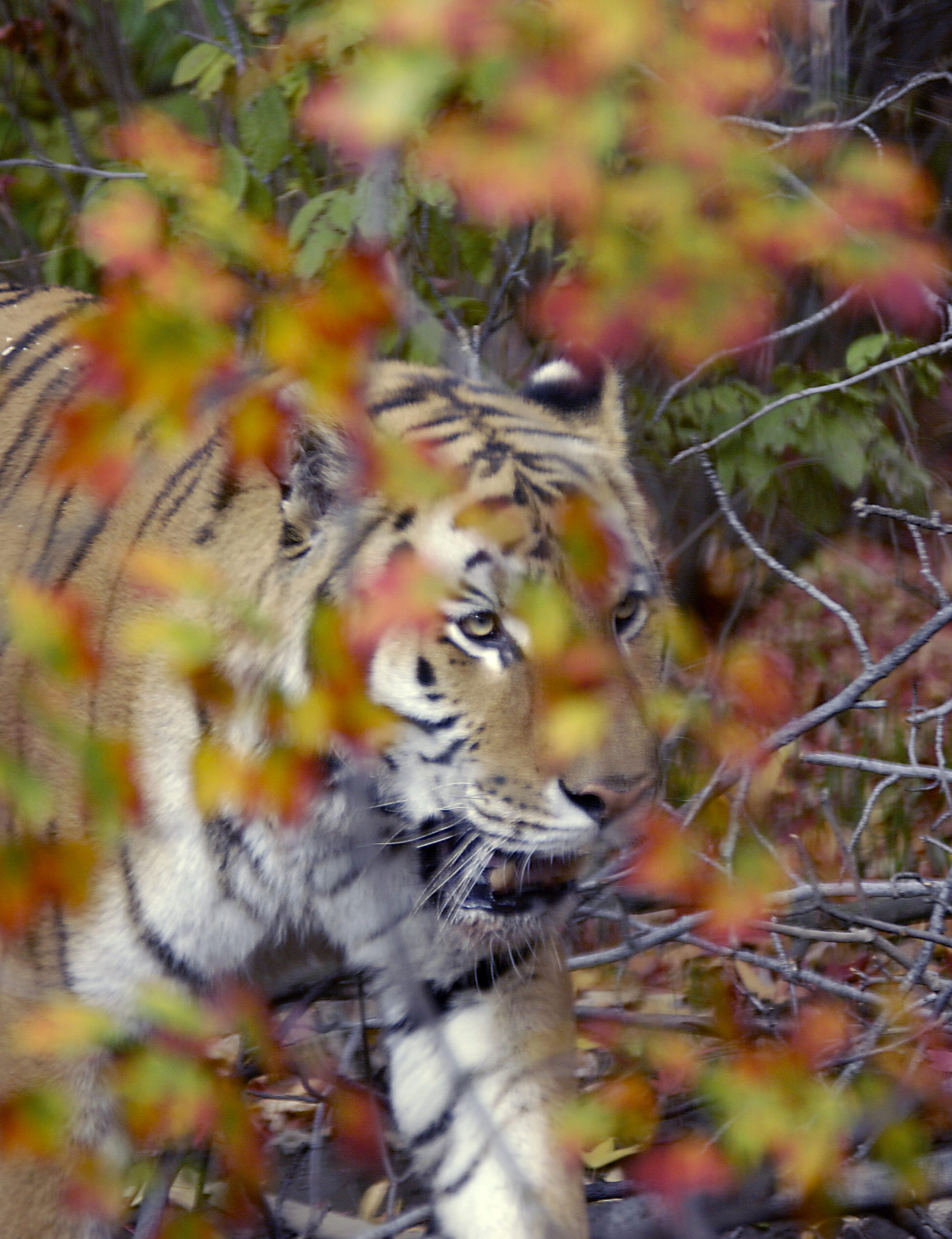 Tiger | Through These Eyes Photography